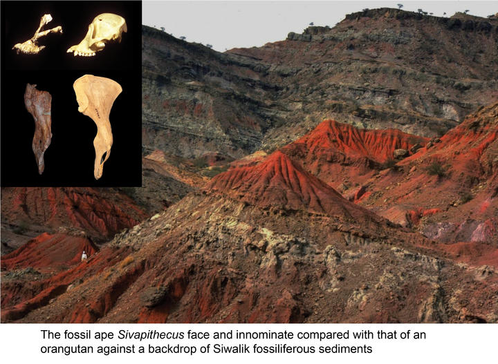 Evolution and Anatomy | Department of Human Evolutionary Biology